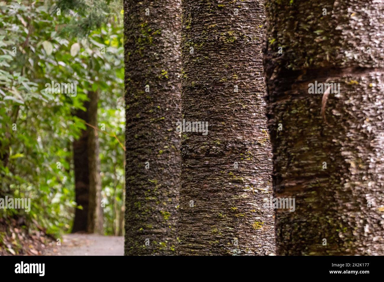 Stunning rainforest with dense, lush landscape surrounding the ...