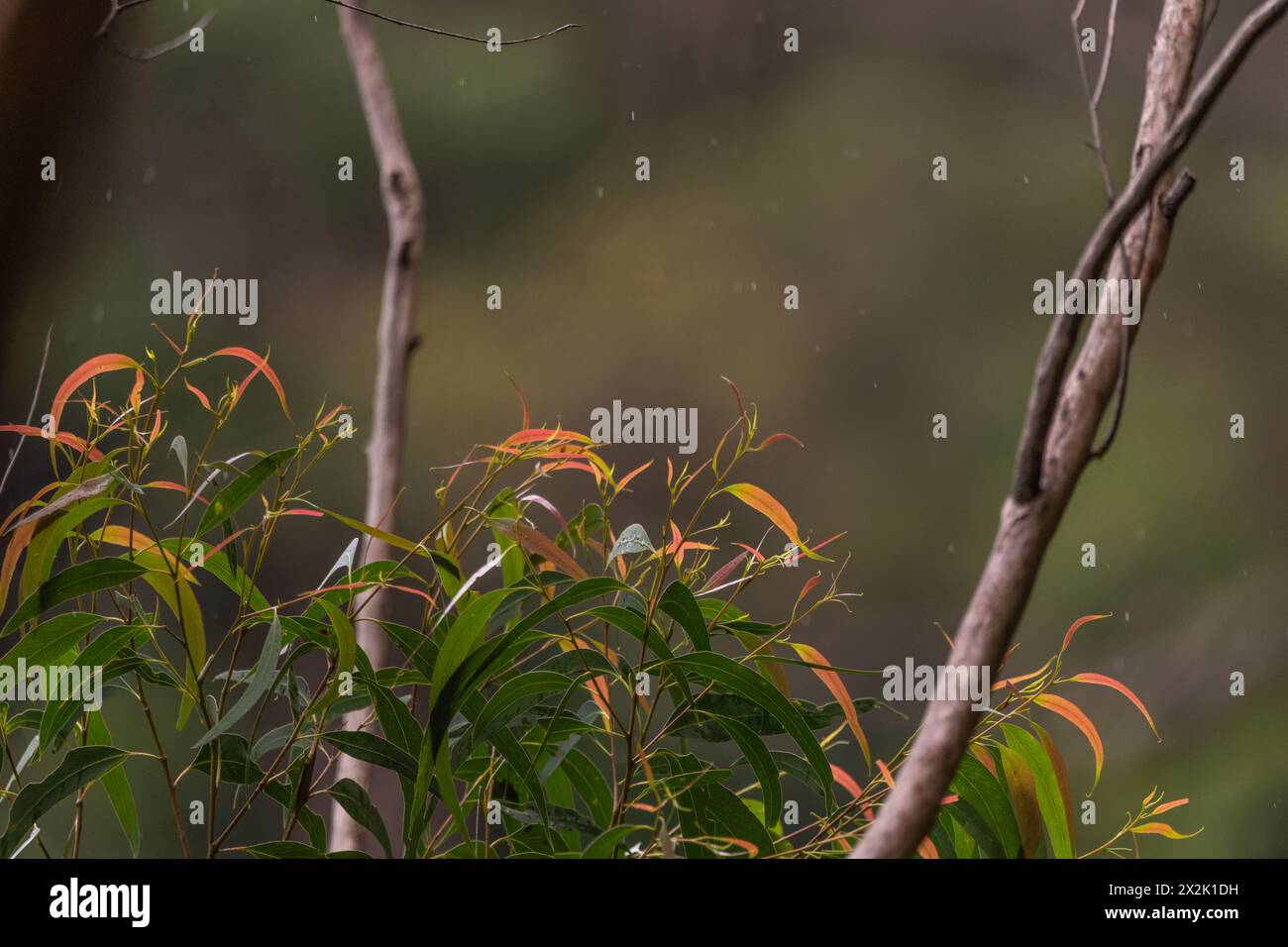 Stunning rainforest with dense, lush landscape surrounding the ...
