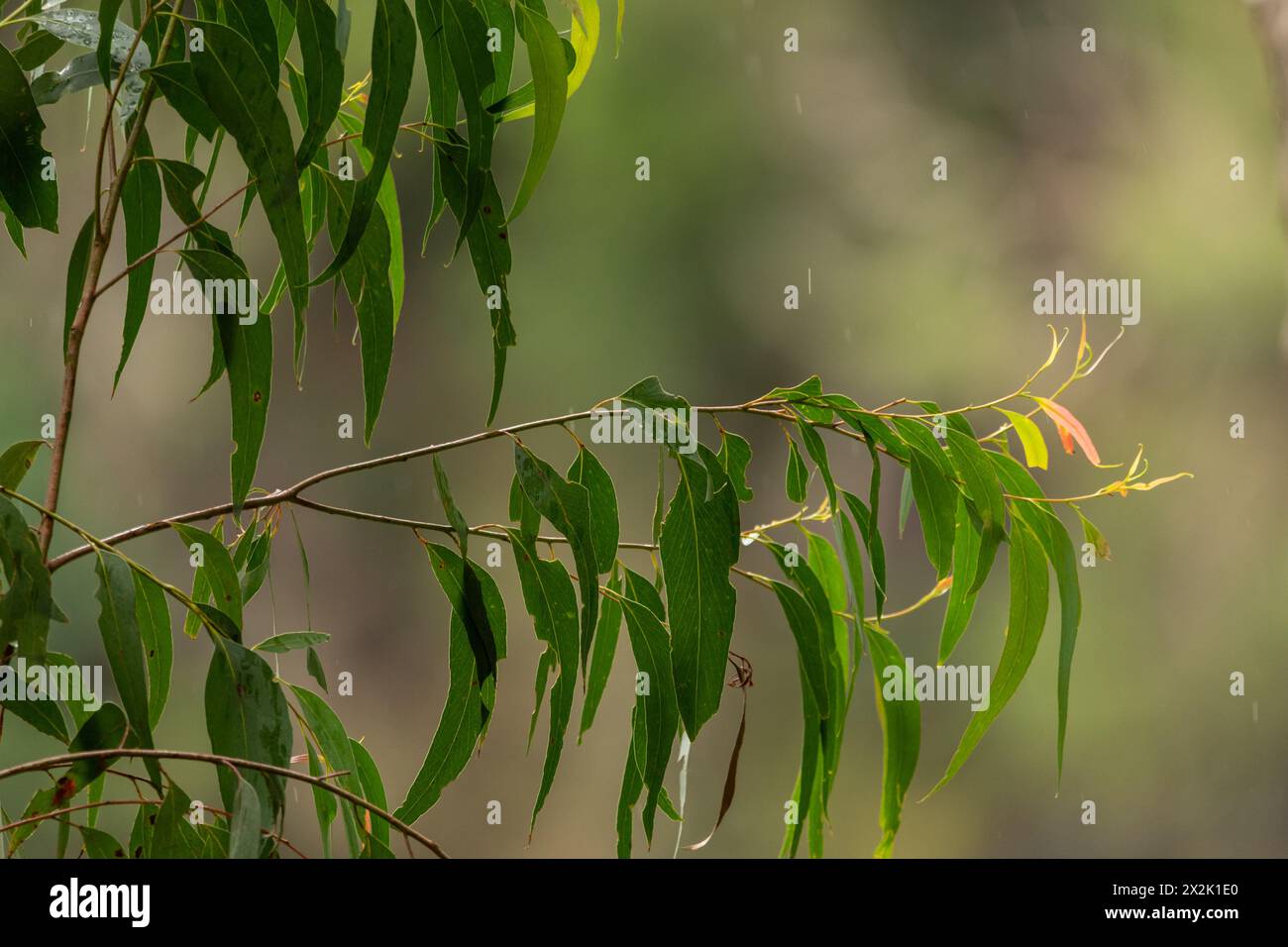 Stunning rainforest with dense, lush landscape surrounding the ...