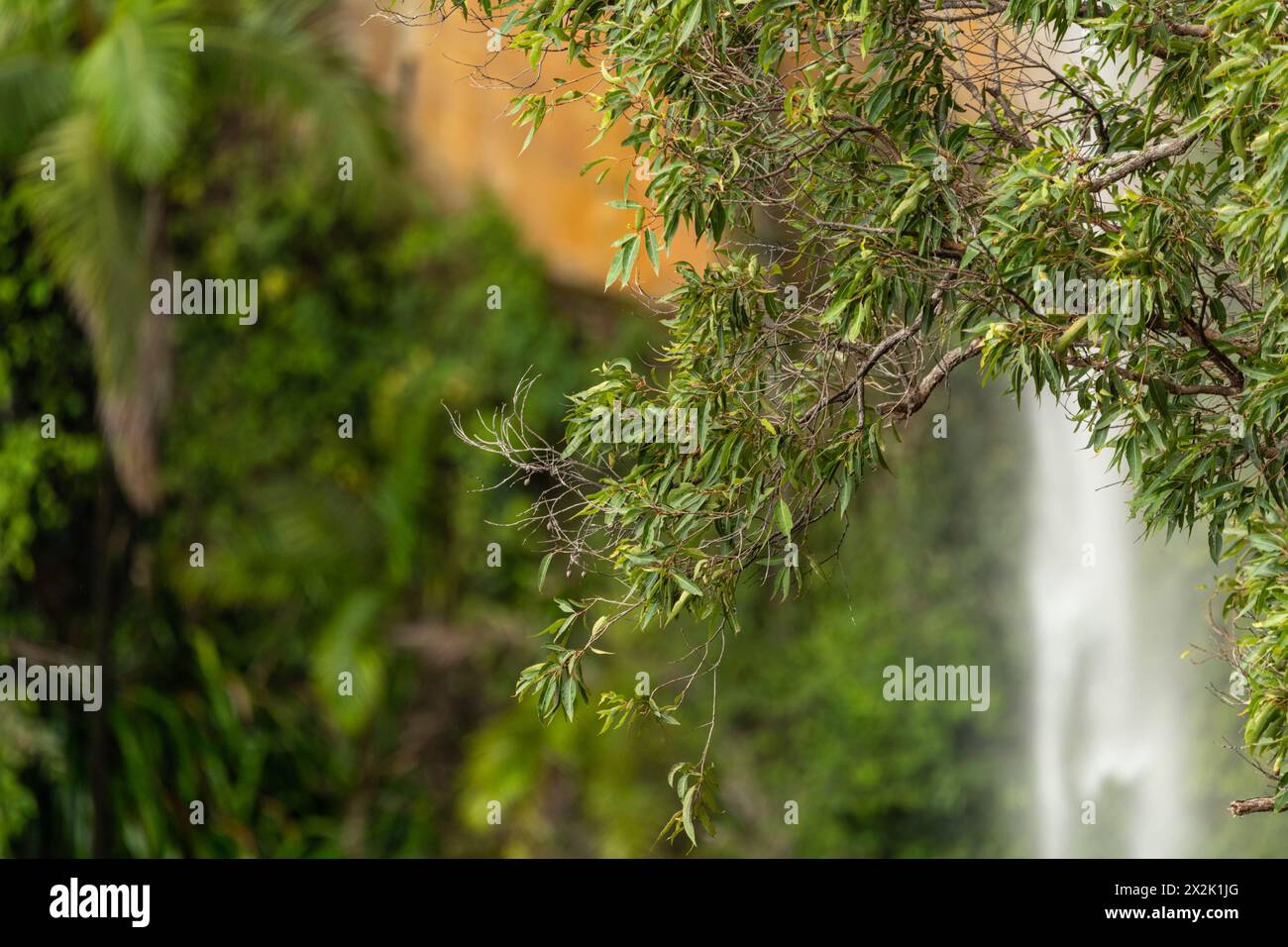 Stunning rainforest with dense, lush landscape surrounding the ...