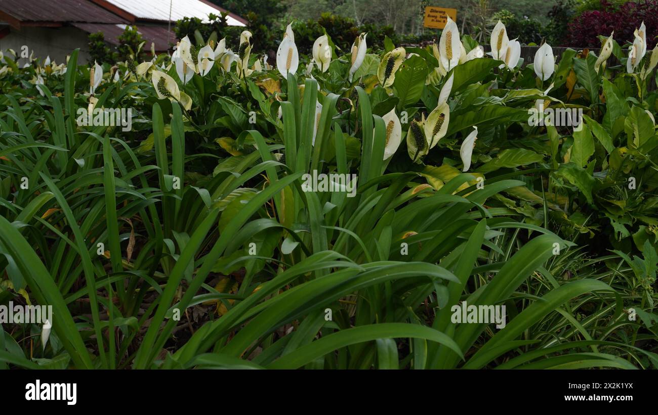 Lily plants that grow among the green are used to beautify the garden ...