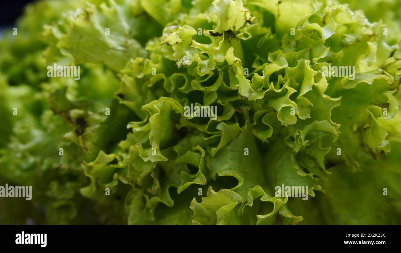 Lettuce close up texture in hi-res stock photography and images - Alamy