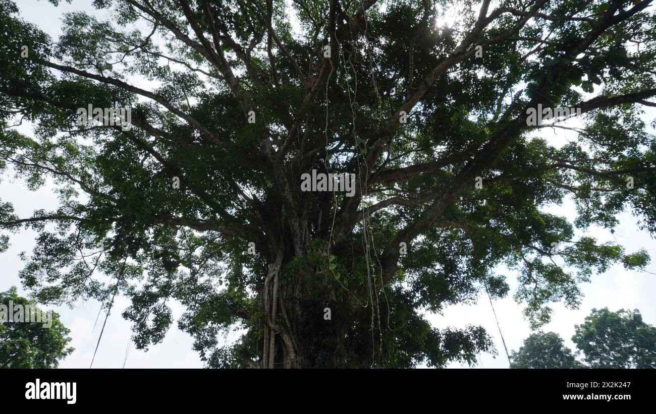 A tall banyan tree full of leaves and a clear sky in the morning Stock ...