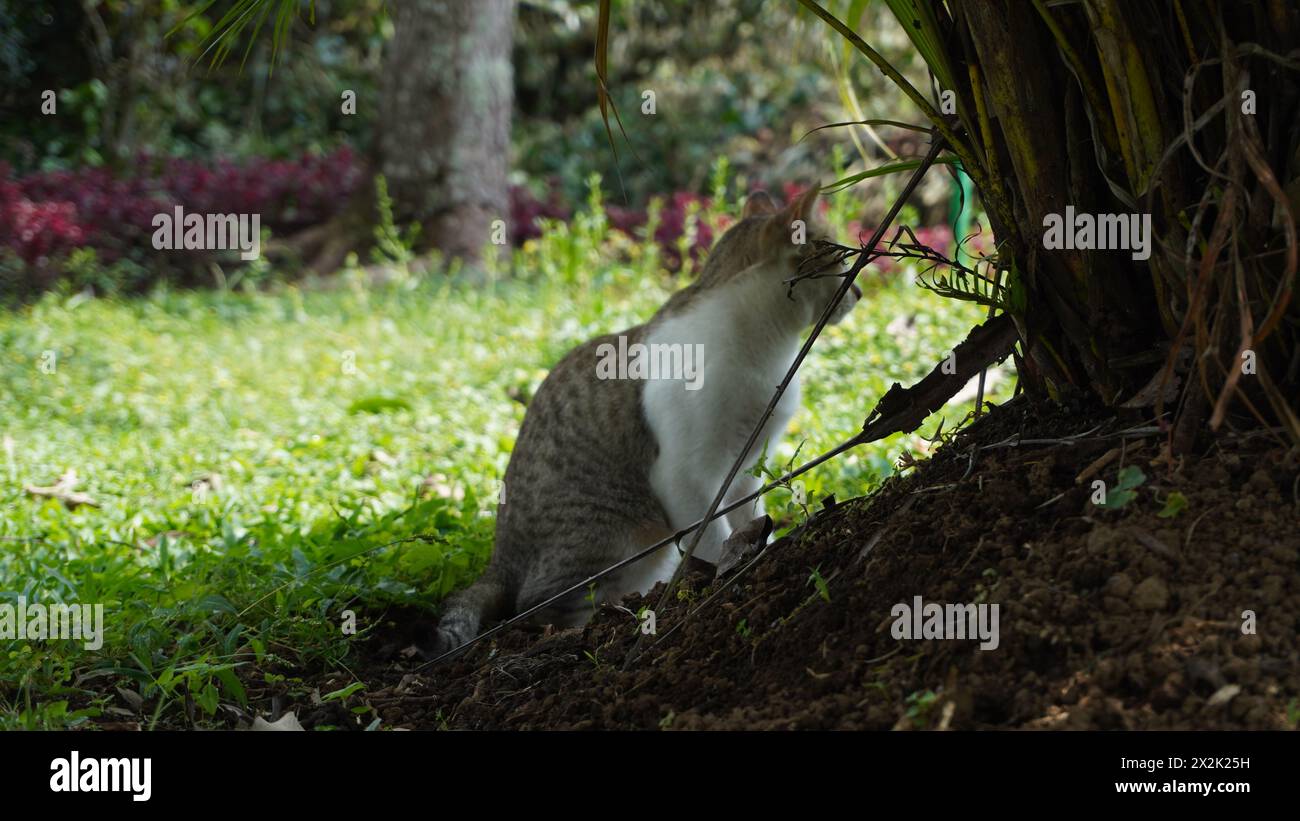A white cat hiding behind tree roots and not looking at the camera ...