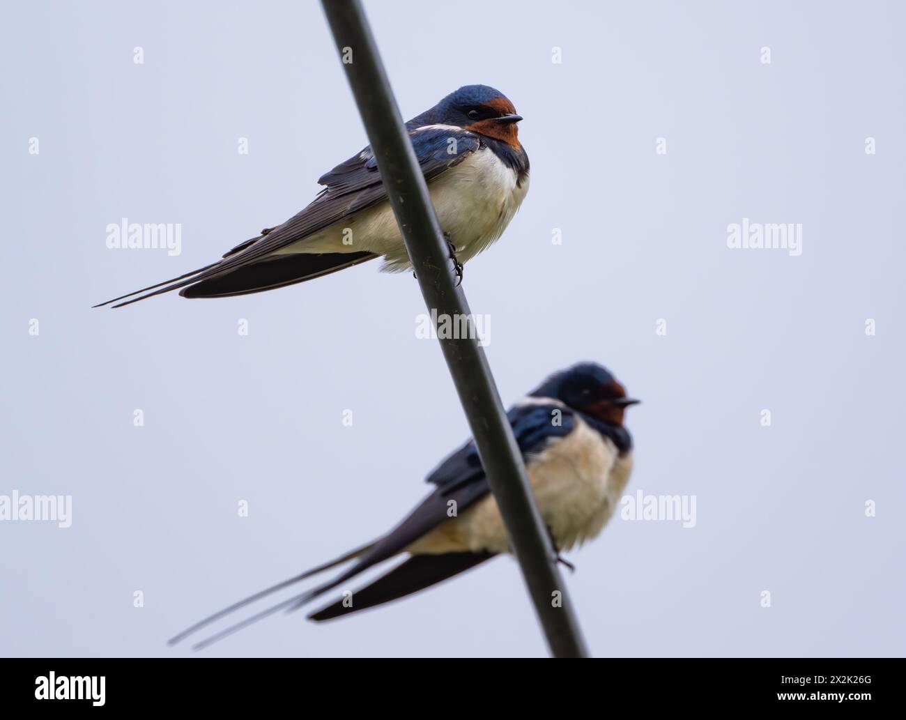 Reitwein, Germany. 22nd Apr, 2024. Two barn swallows (Hirundo rustica ...