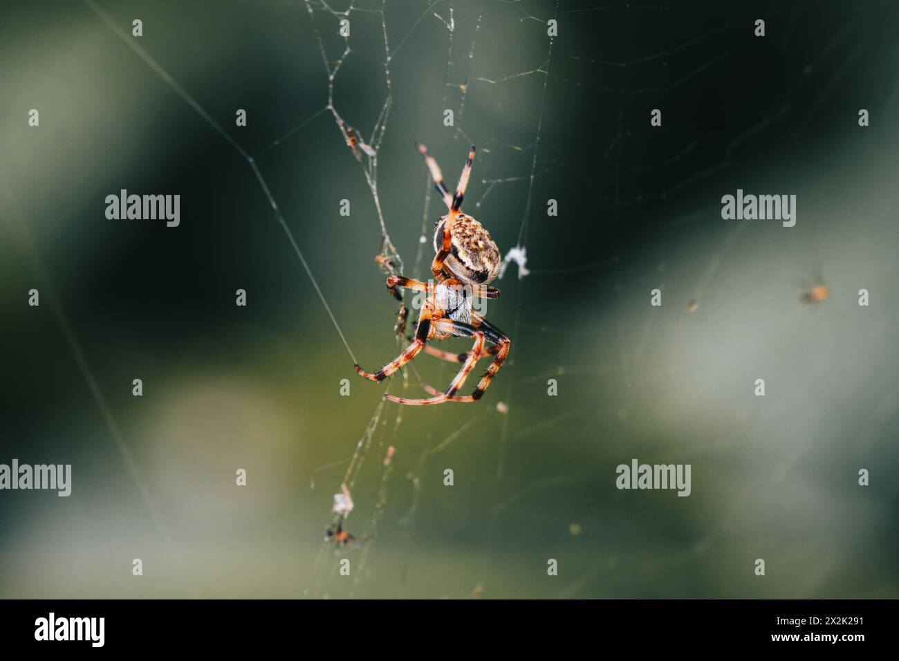 An orb-weaver spider in the process of spinning its web, framed by ...