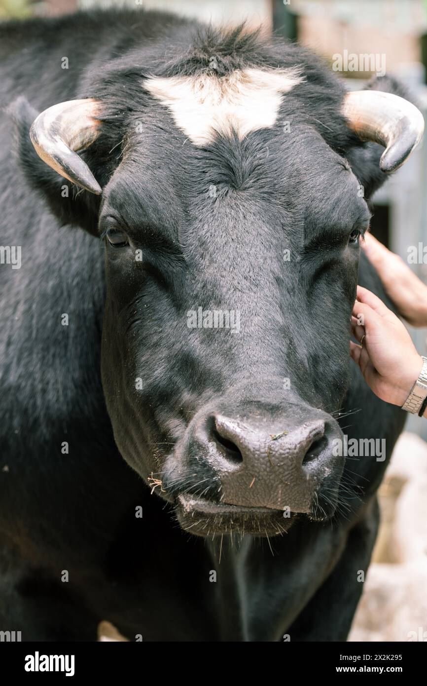 Affectionate moment as a human hand pets a black cow, symbolizing care ...