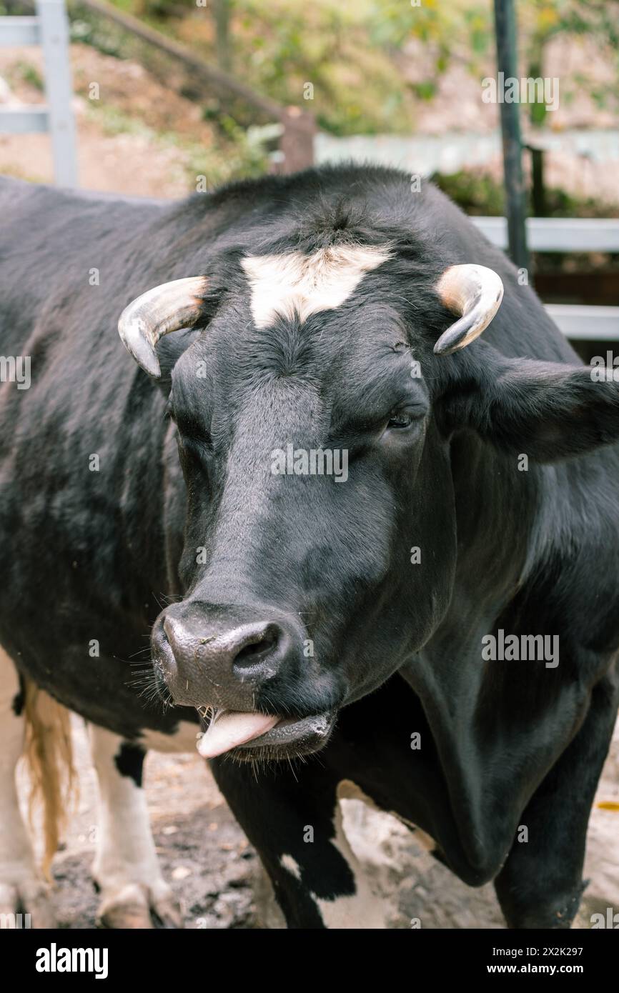 A playful black cow sticks its tongue out, adding a humorous touch to ...