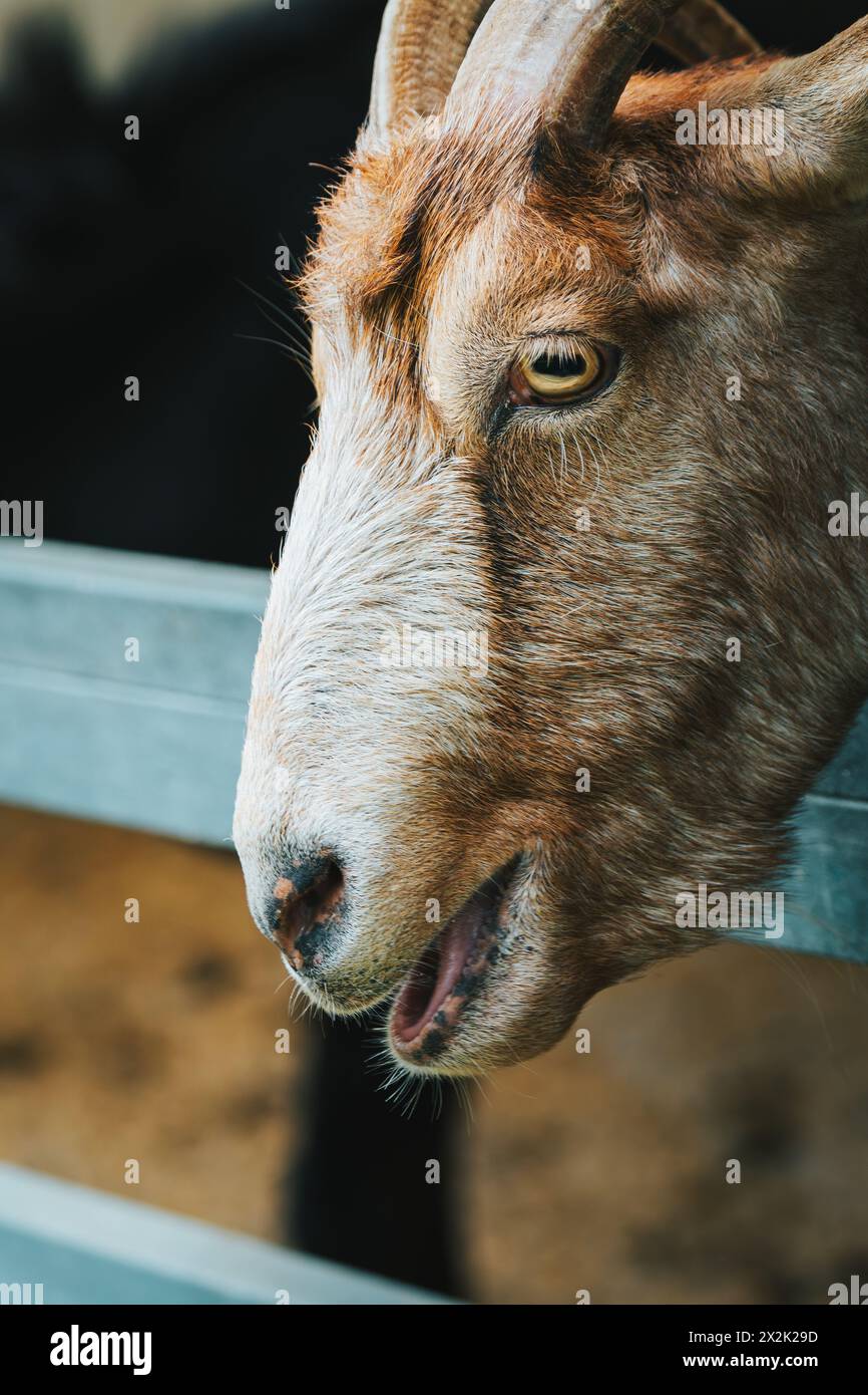 A detailed side view of a brown goat's head, capturing the textures of ...