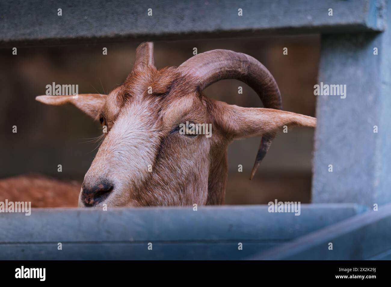Close-up of a goat's face peeking through a fence on a farm, depicting ...