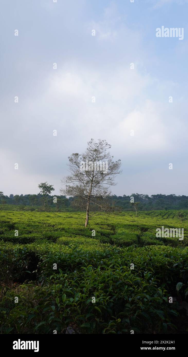 Wonosari area hi-res stock photography and images - Alamy