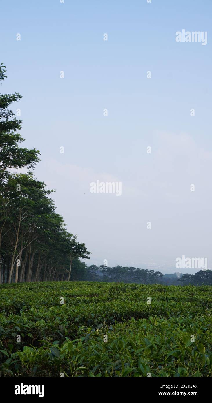 The vast expanse of tea gardens is accompanied by trees in between ...