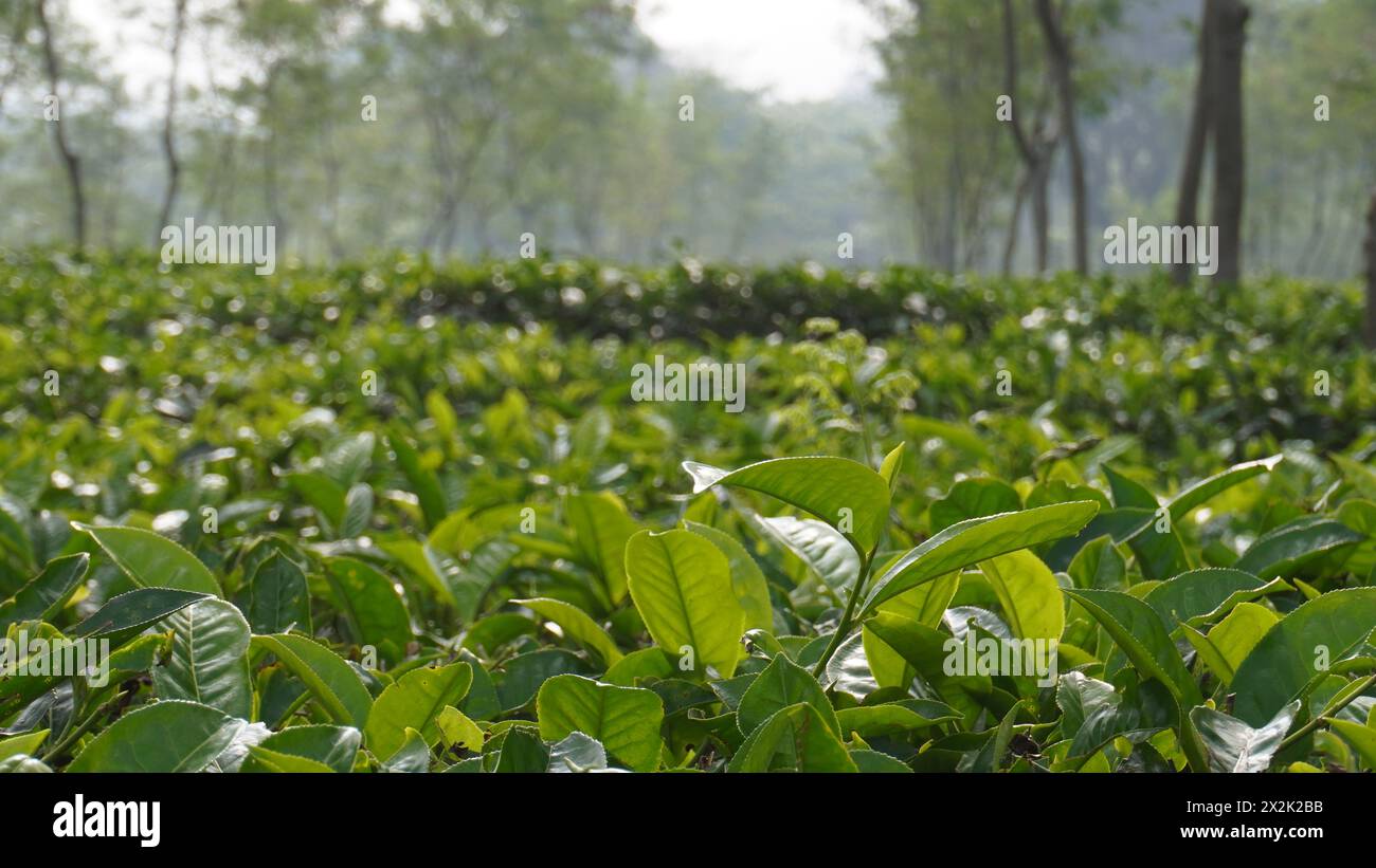 Tea leaves on a stretch of tea garden in the morning Stock Photo - Alamy