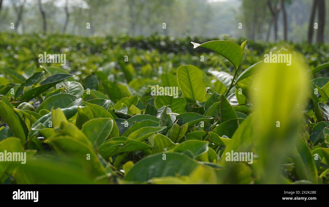 Tea leaves on a stretch of tea garden in the morning Stock Photo - Alamy