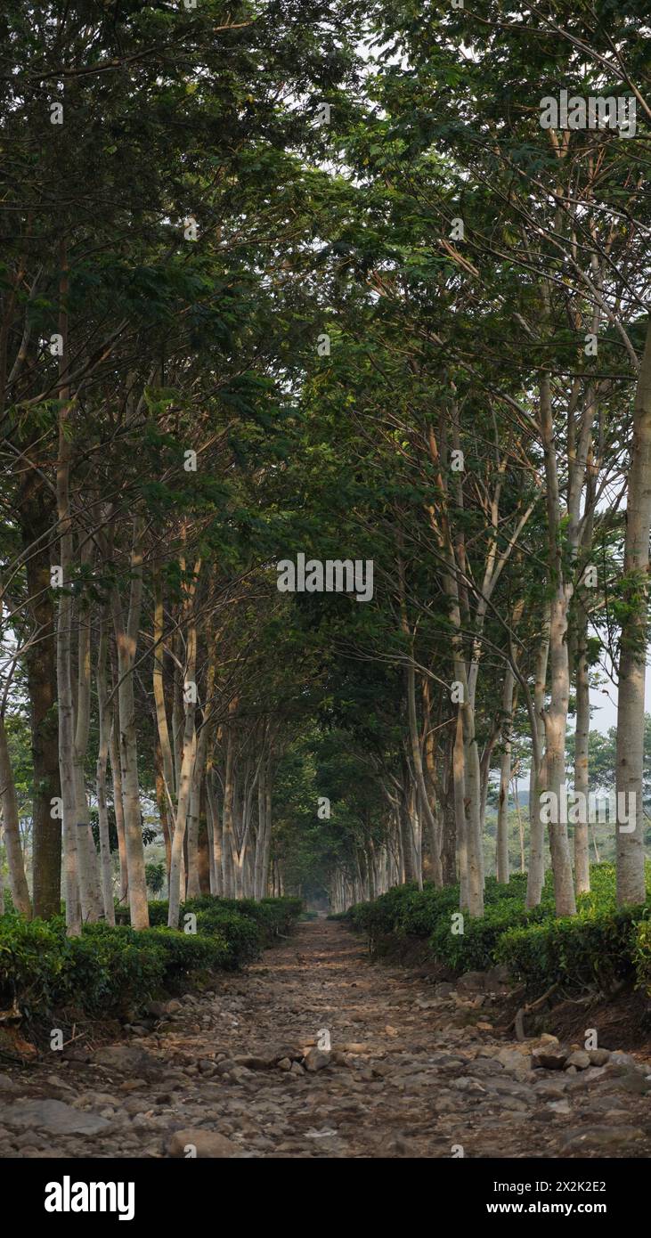A rocky footpath for visitors surrounded by large trees and extensive ...