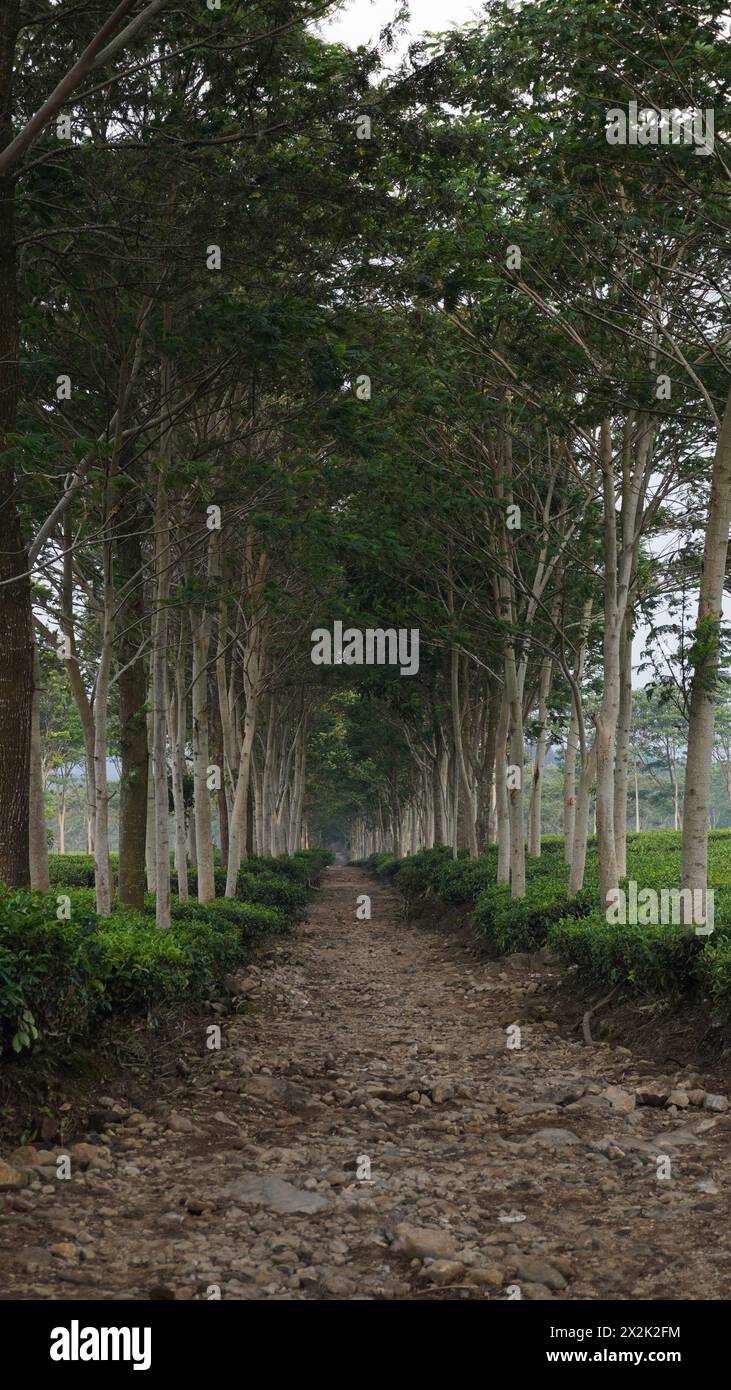 A rocky footpath for visitors surrounded by large trees and extensive ...