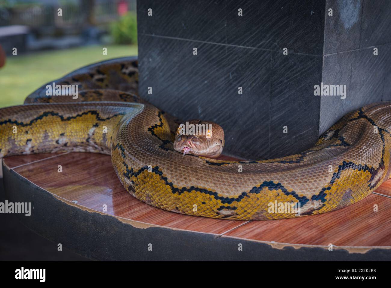 A large python with yellow and black scales is coiled resting on a ...