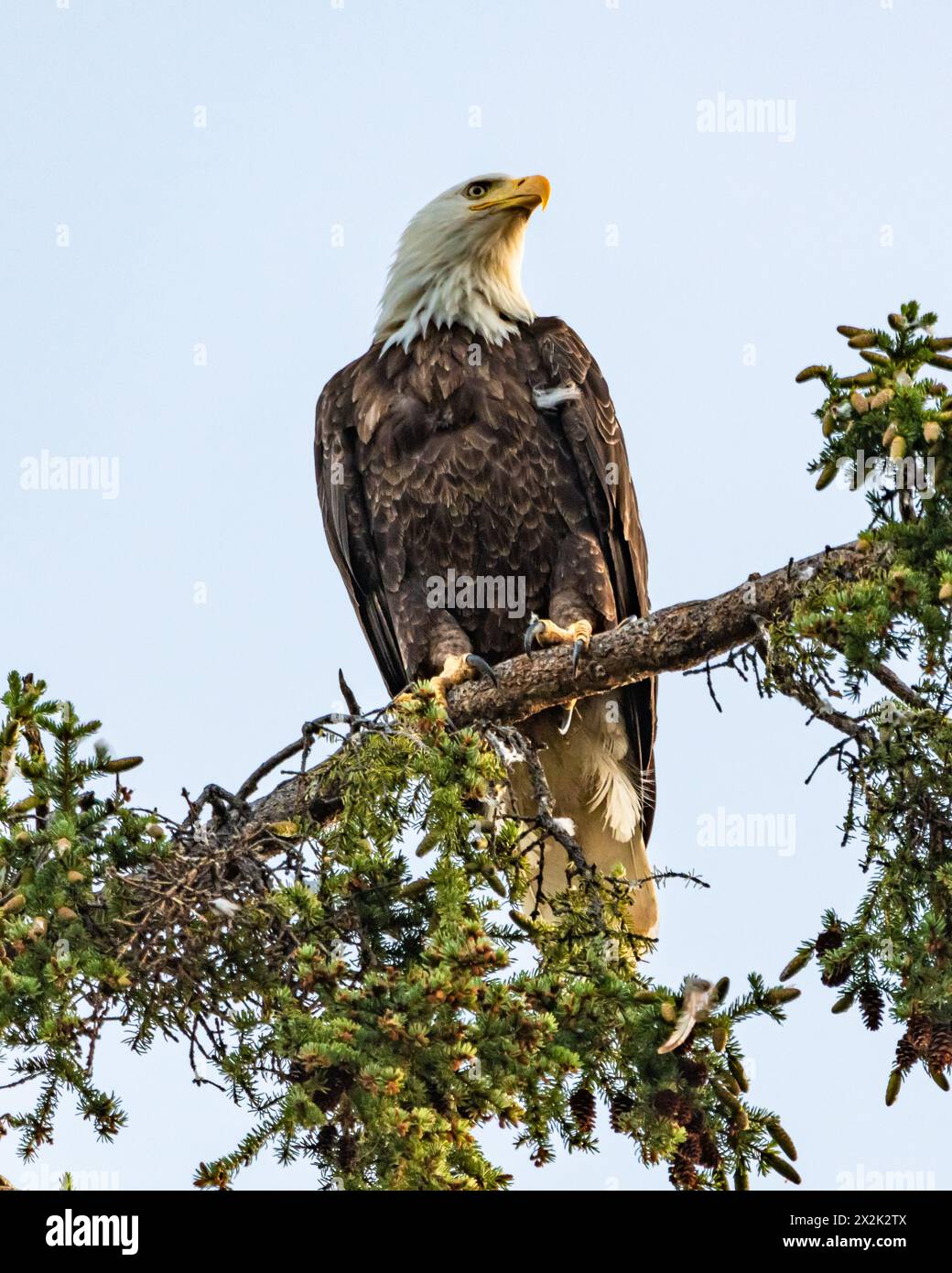 Bald eagle seen in wild, outdoor environment with blue sky background ...