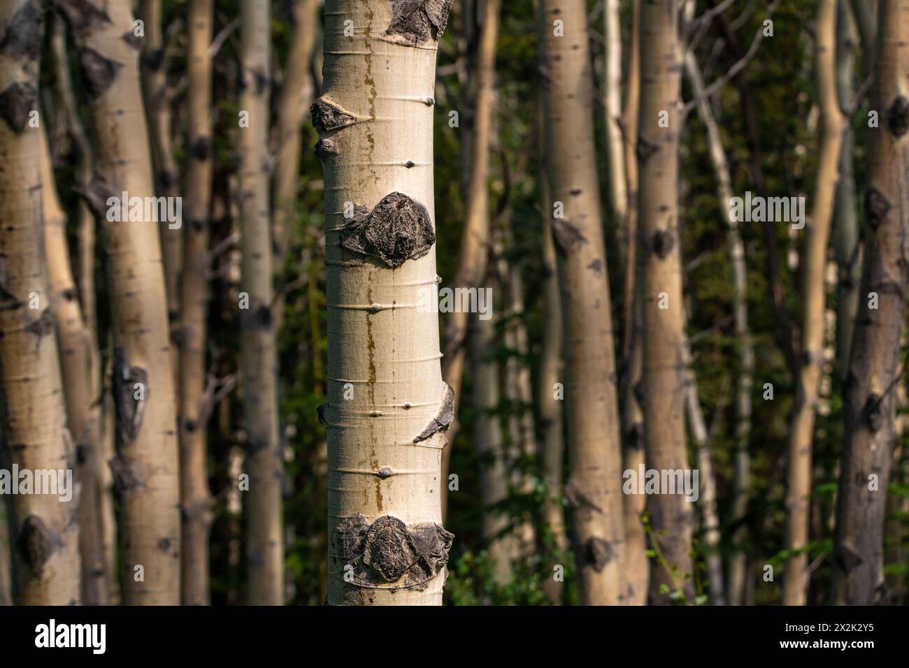 Wild birch tree forest in northern Canada during summer with desktop ...