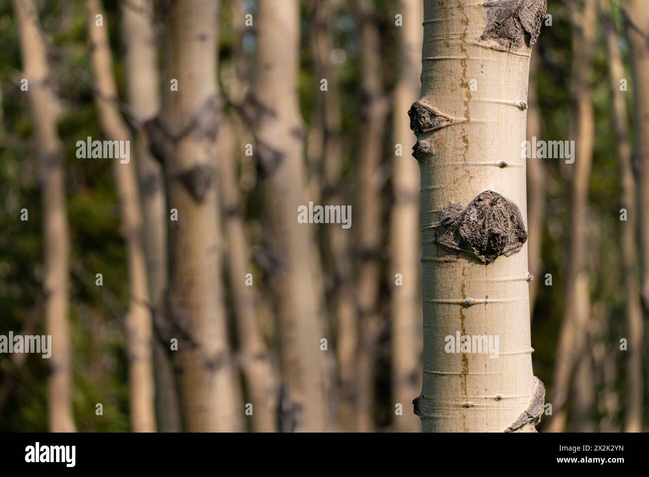 Wild birch tree forest in northern Canada during summer with desktop ...