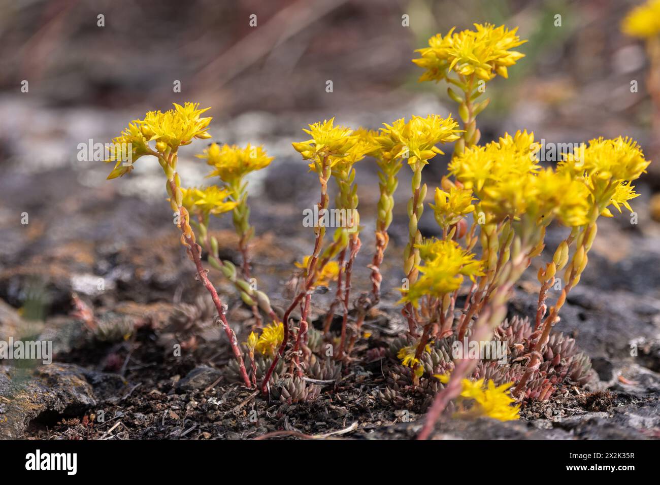 Yellow succulent plant seen in northern Yukon Territory during summer ...