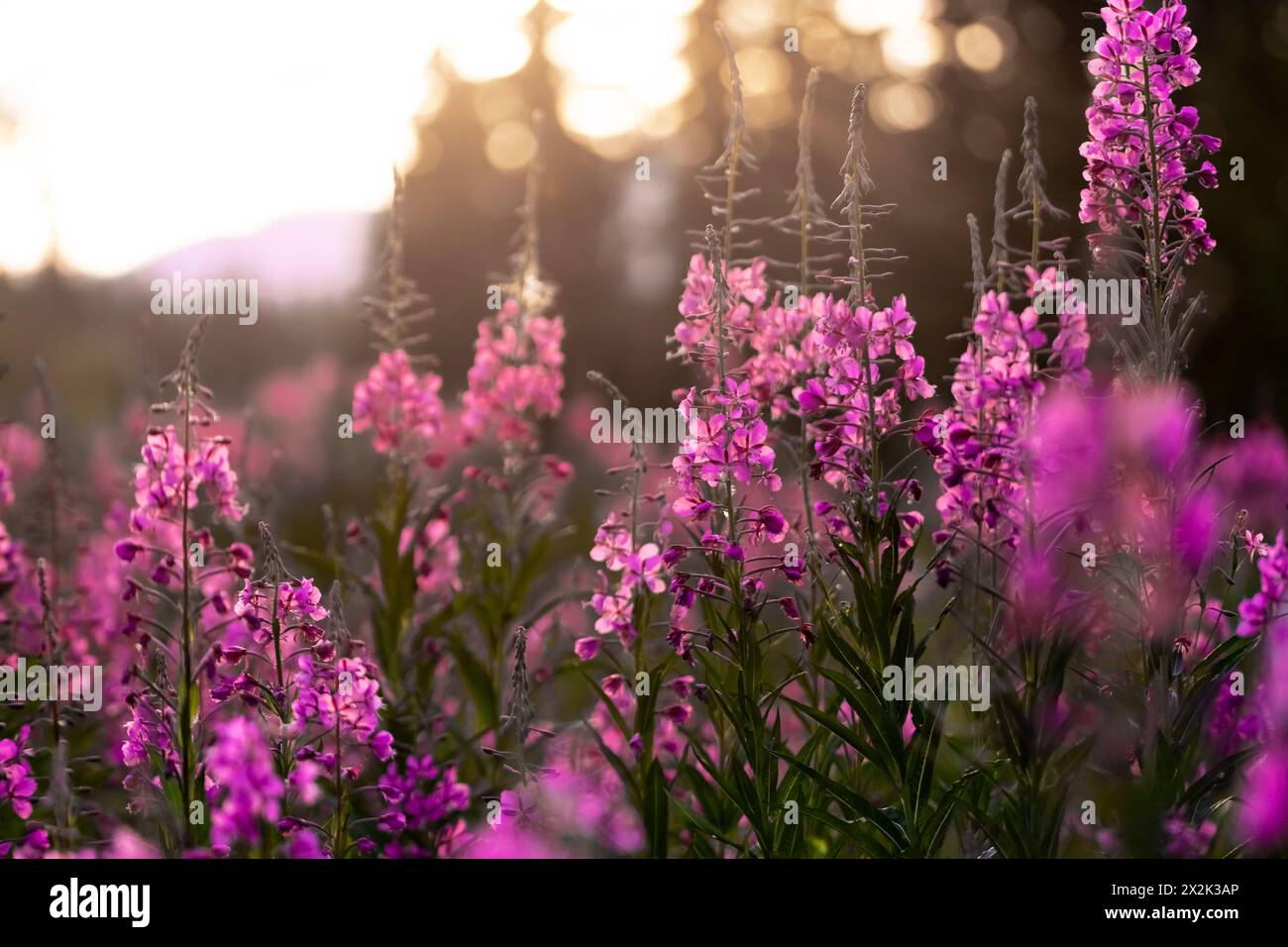 Fireweed flowers seen in northern arctic Canada during summer time ...