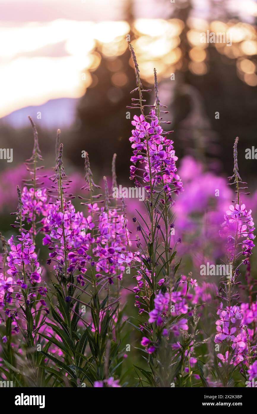 Fireweed flowers seen in northern arctic Canada during summer time ...