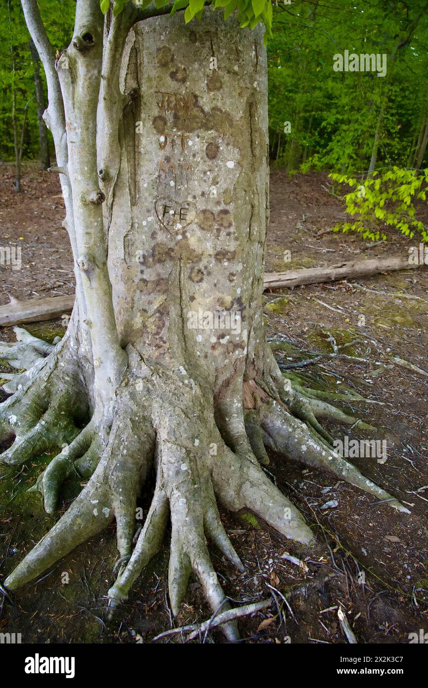 Burke, Virginia, USA - April 18, 2024: A mature tree with multiple ...