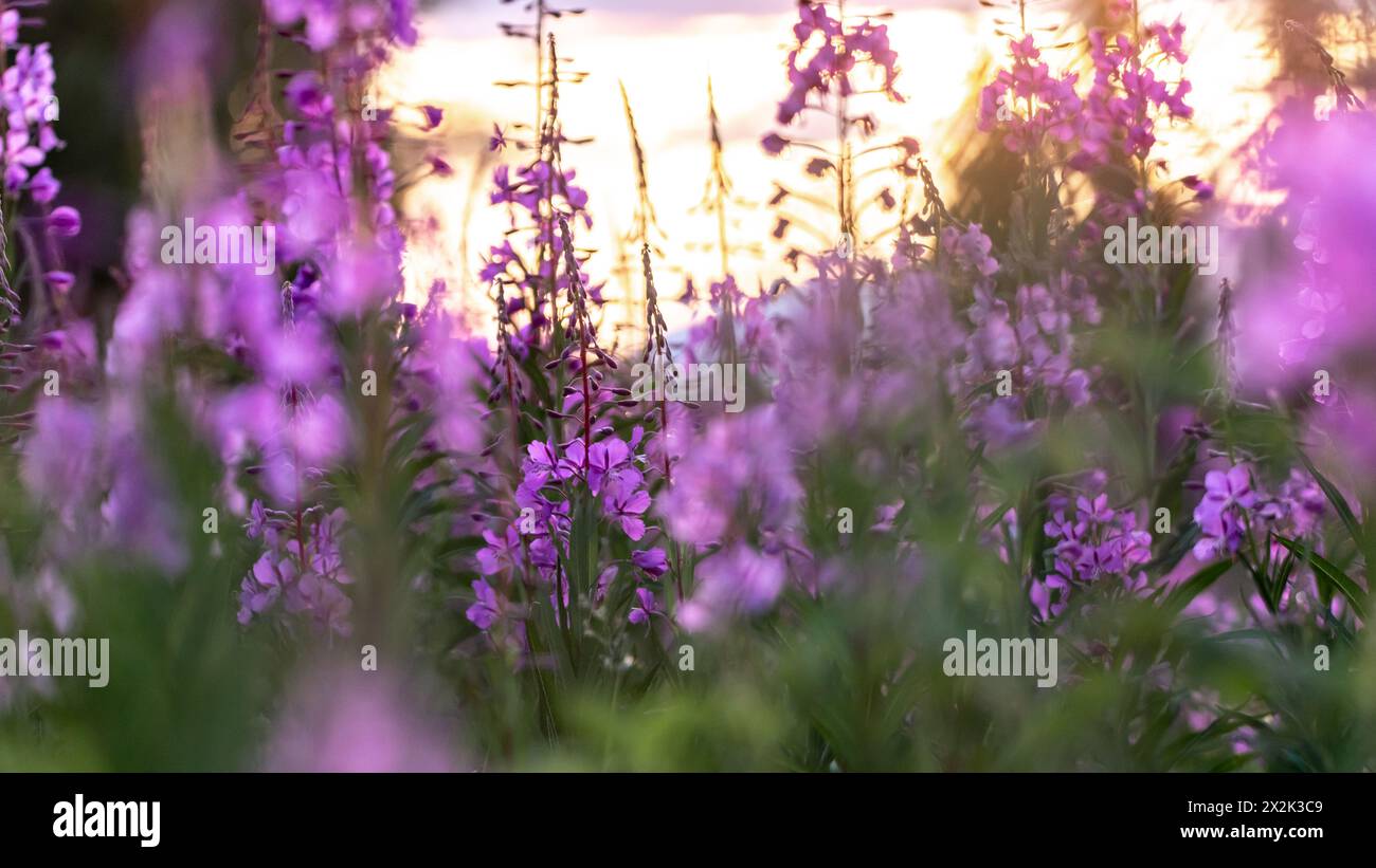 Fireweed flowers seen in northern arctic Canada during summer time ...
