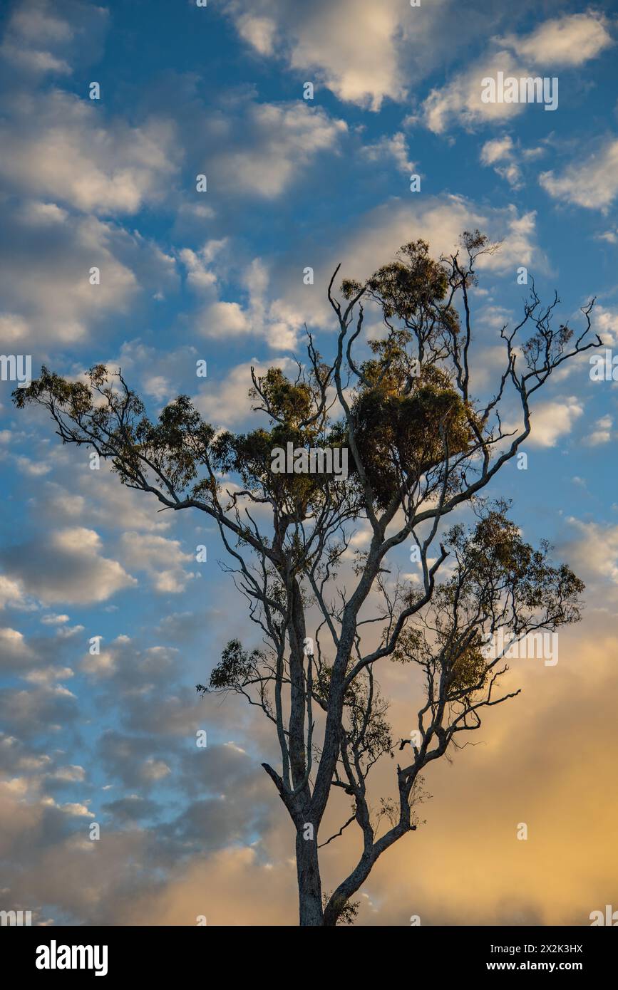 Australia outback night sky hi-res stock photography and images - Alamy