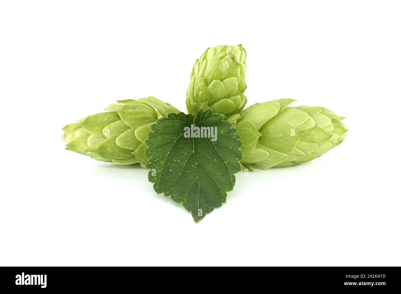 Fresh green hops cones in close up isolated on white background, full ...