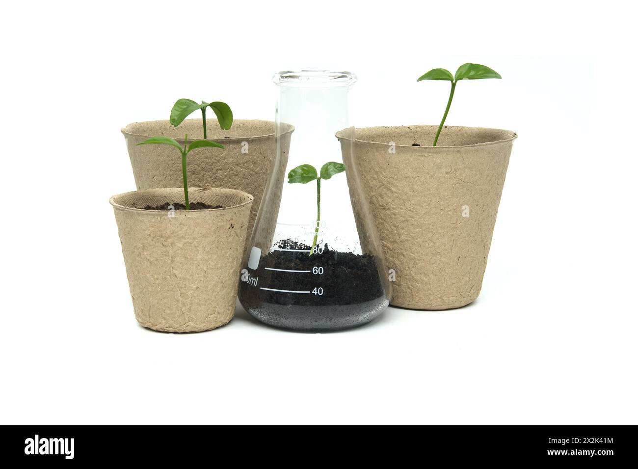 Biodegradable cups containing soil and sprouts are placed near conical ...