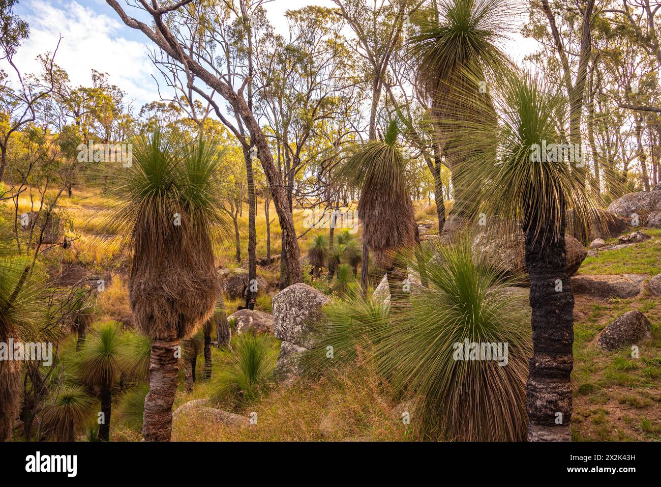 Balga hi-res stock photography and images - Alamy