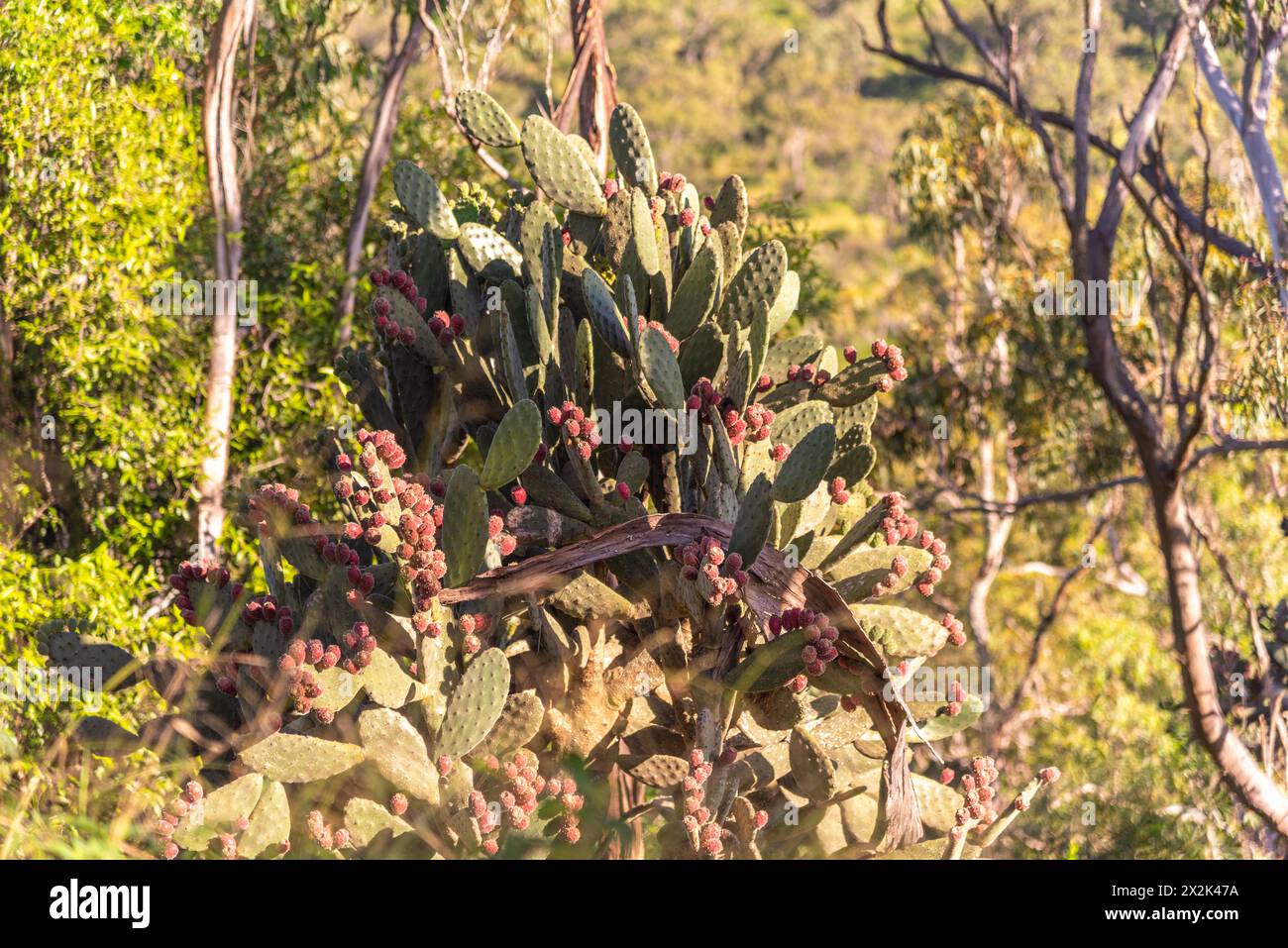 Australian desert cactus hi-res stock photography and images - Alamy