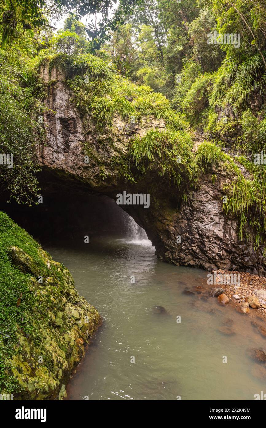 Stunning rainforest with dense, lush landscape surrounding the ...