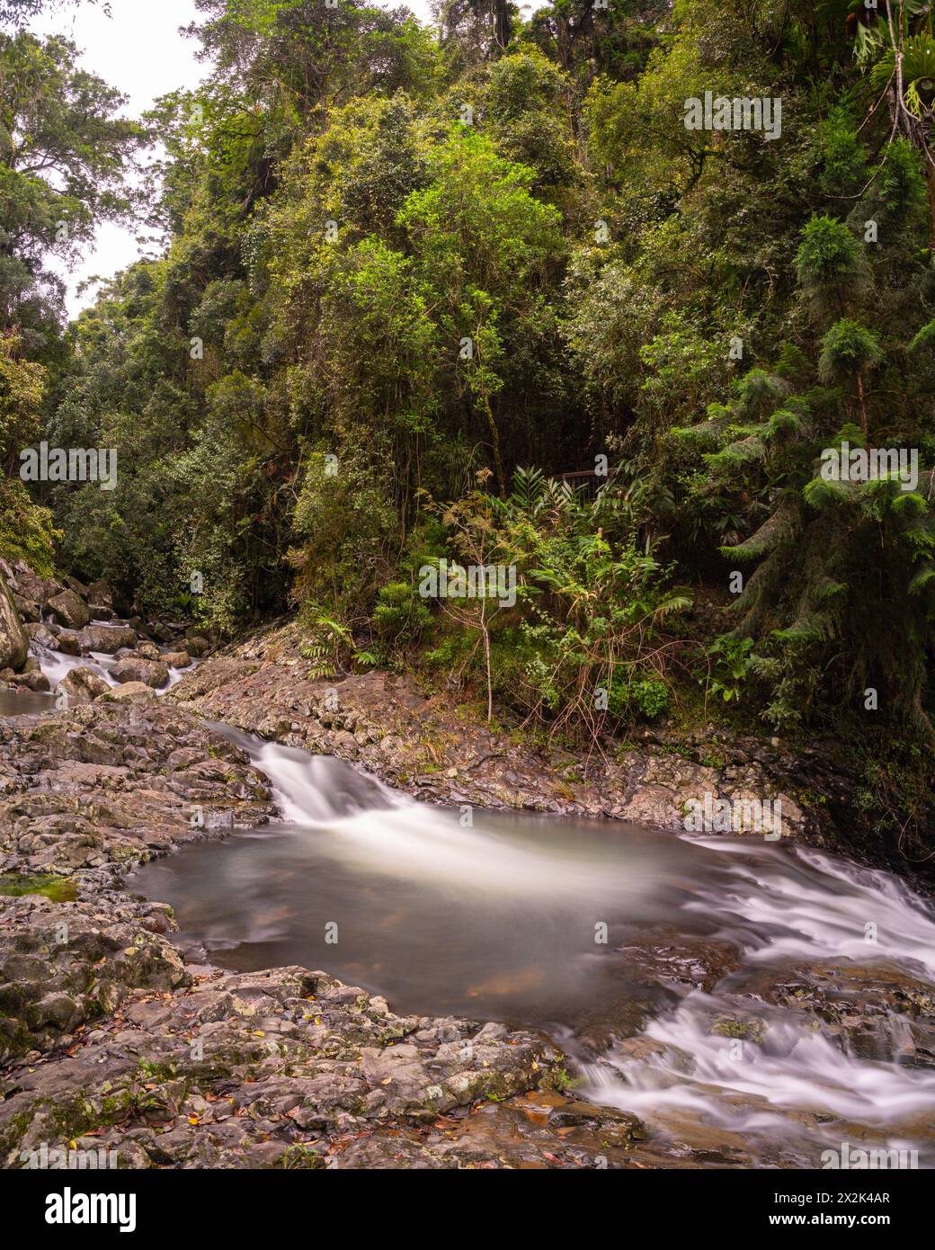 Stunning rainforest with dense, lush landscape surrounding the ...