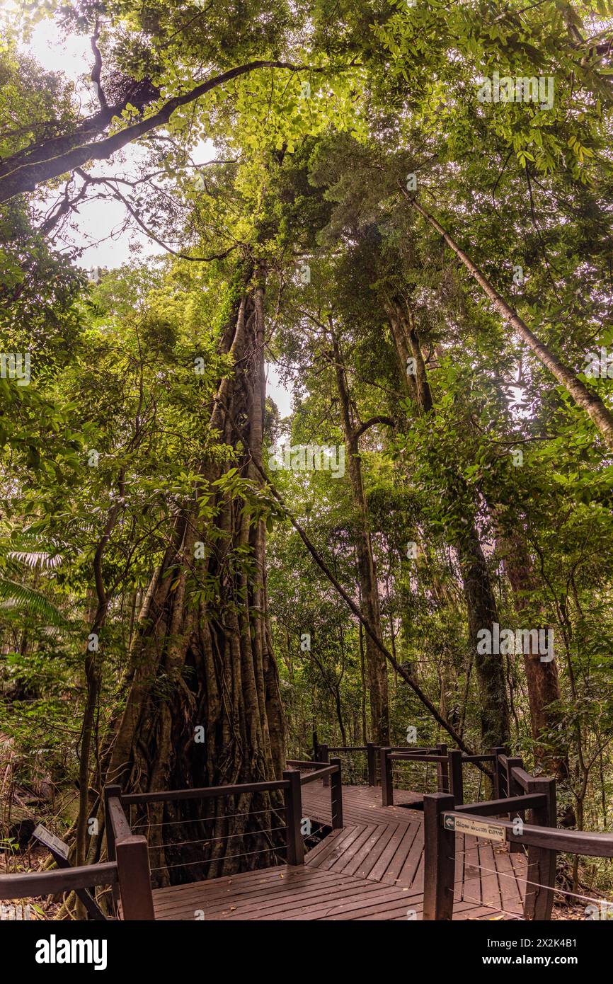 Stunning rainforest with dense, lush landscape surrounding the ...