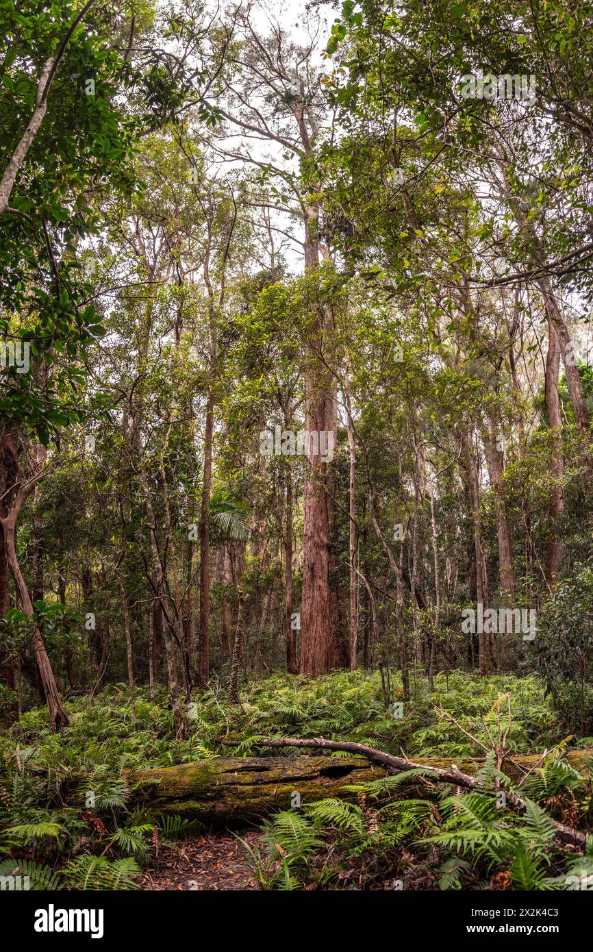 Stunning rainforest with dense, lush landscape surrounding the ...