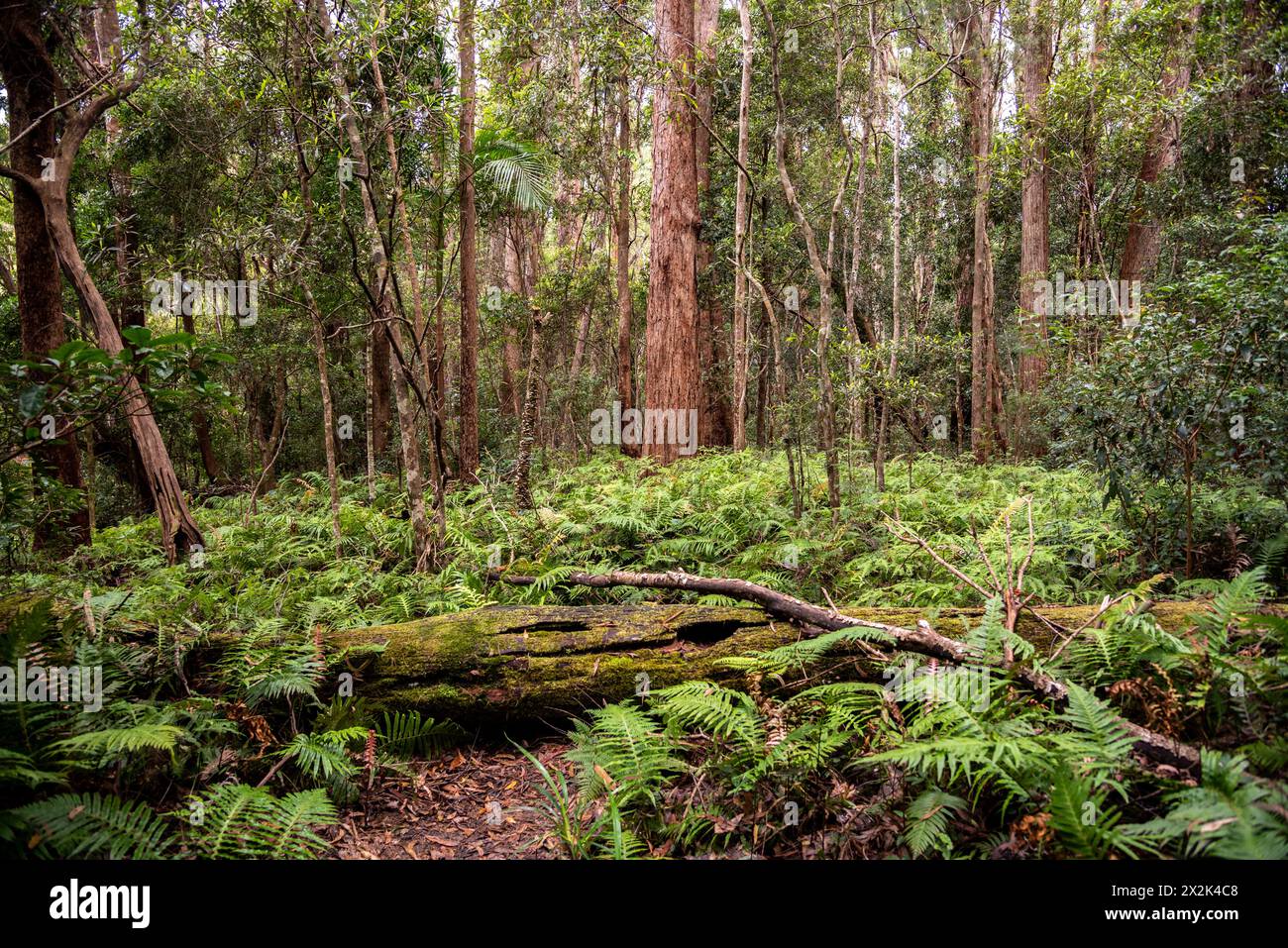 Stunning rainforest with dense, lush landscape surrounding the ...