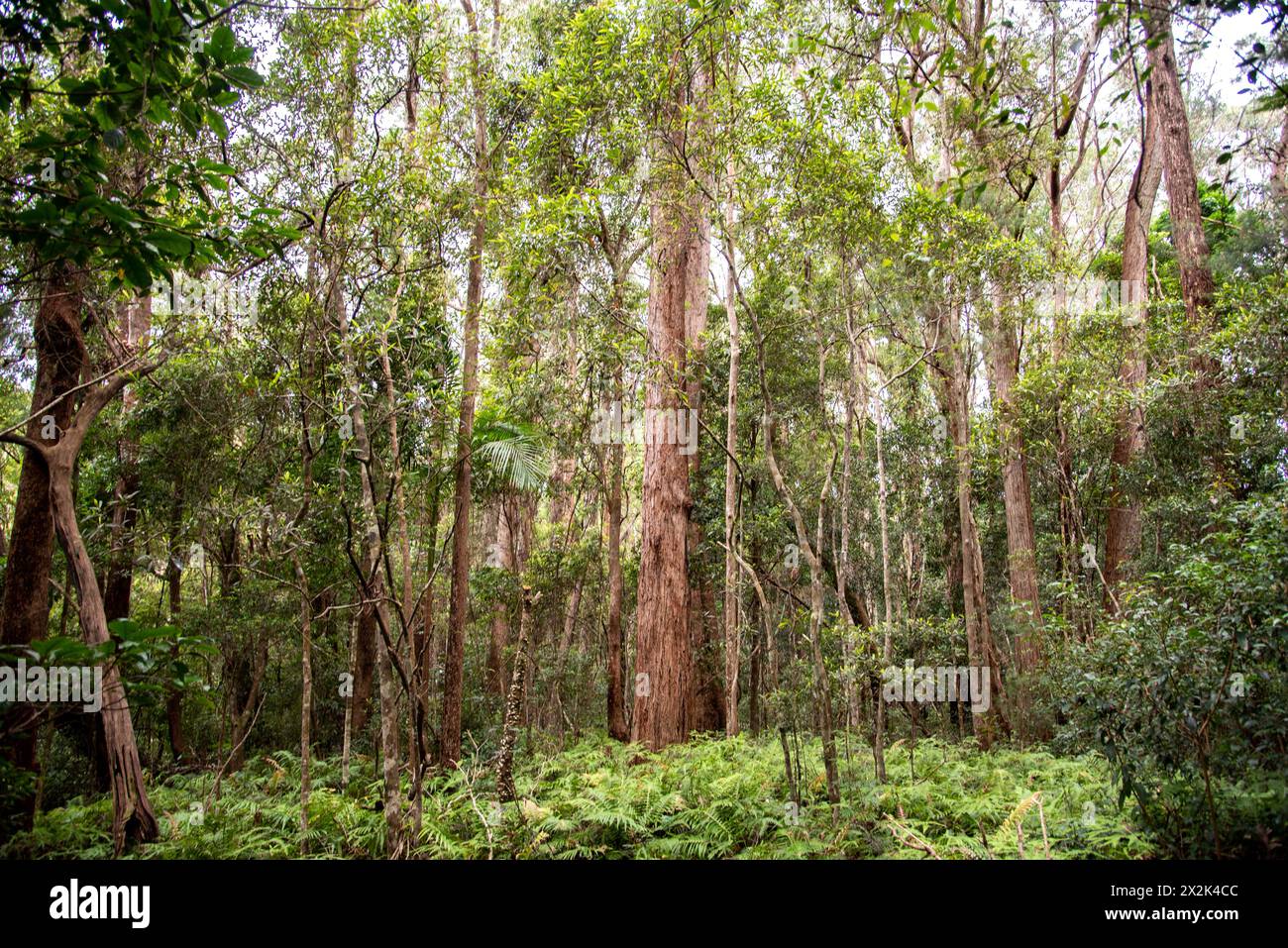 Stunning rainforest with dense, lush landscape surrounding the ...