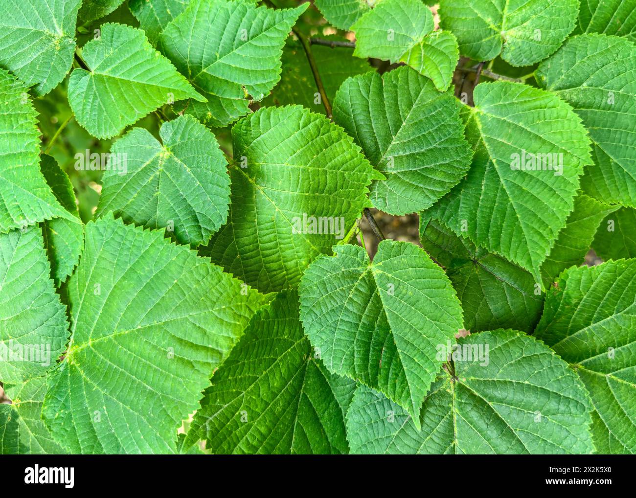 green leaves pattern. natural foliage background Stock Photo - Alamy