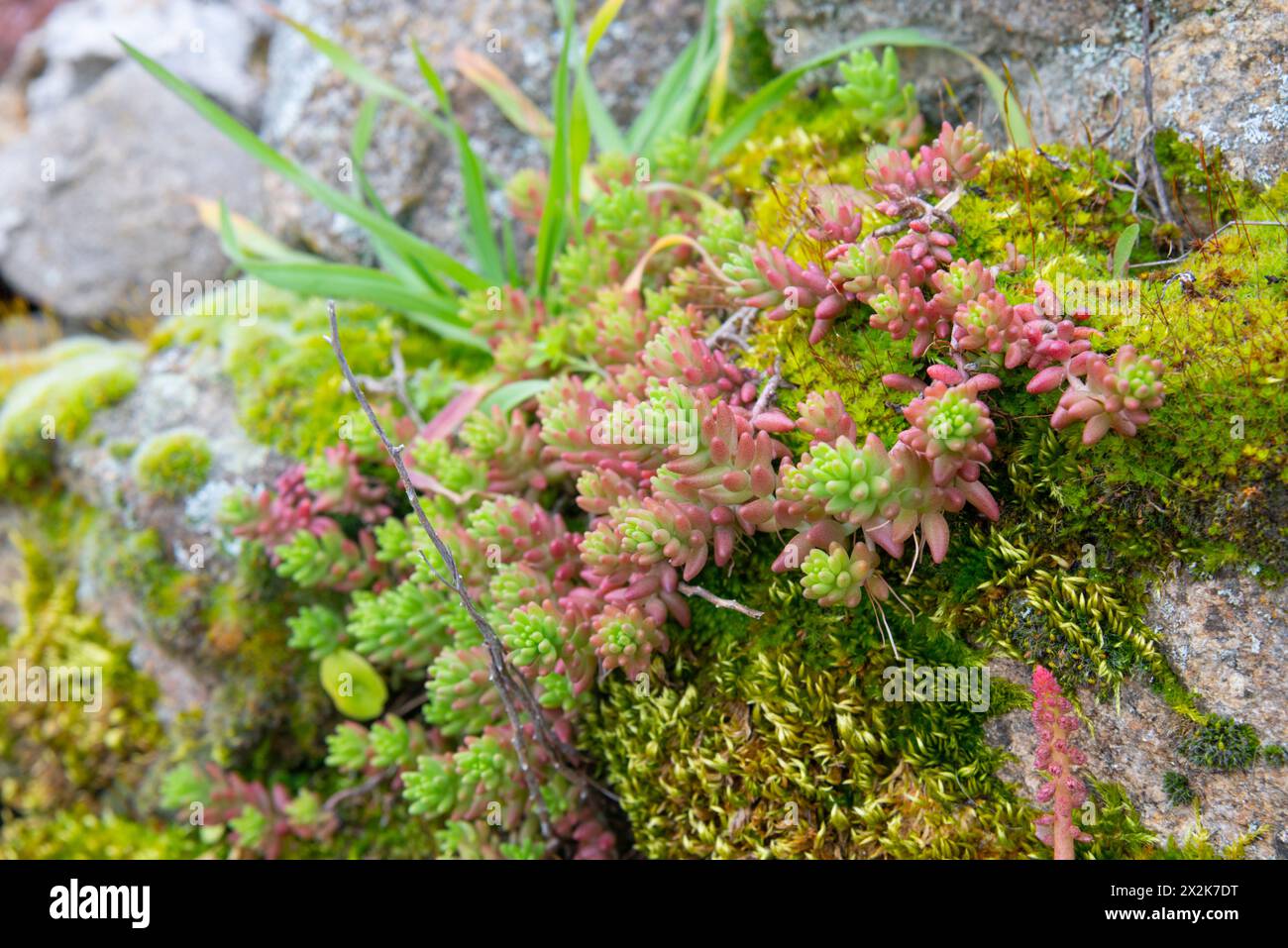 Plants on a stone wall Stock Photo - Alamy