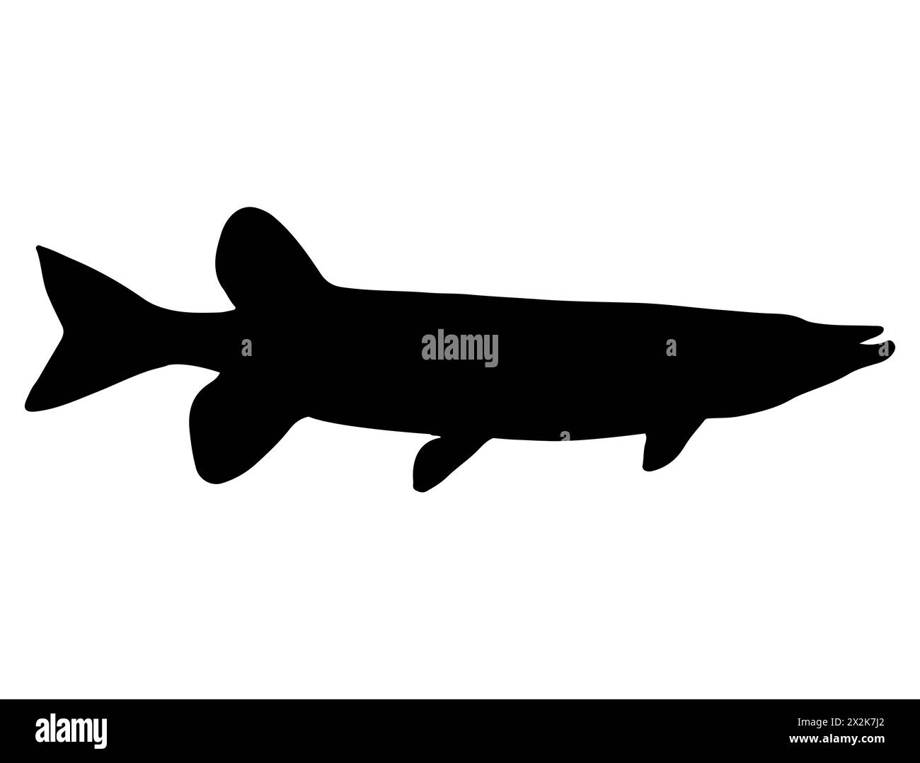 Musky fish Black and White Stock Photos & Images - Alamy