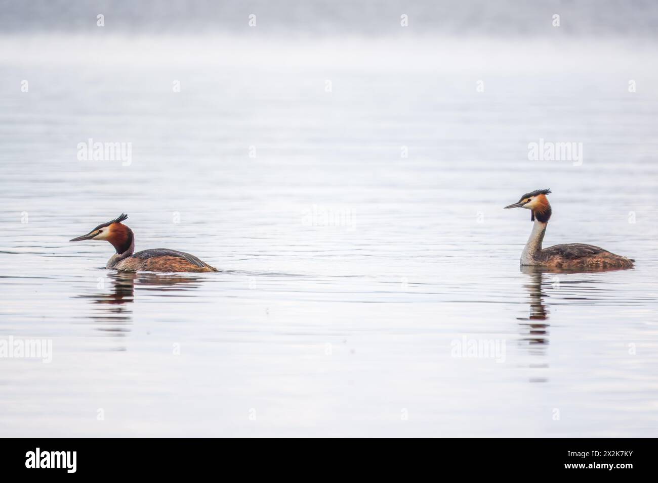 Two Great Crested Grebes swim in the lake. The great crested grebe ...