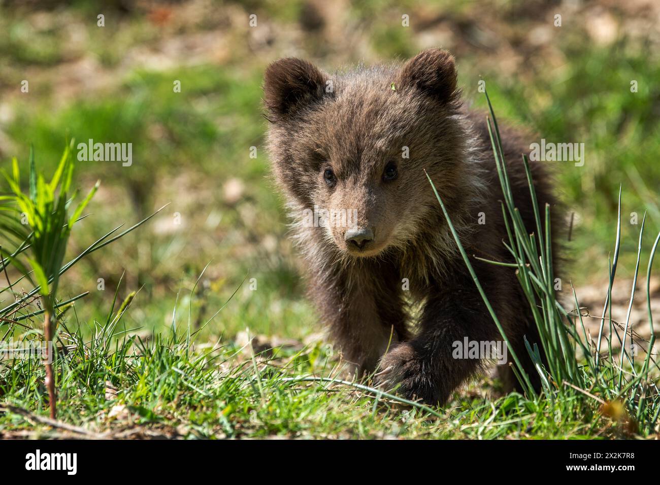 Small brown bear walking through grass covered field in forest ...