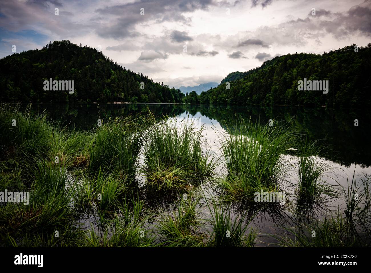 Alatsee, reed, lakeside, mountain lake, alps, clouds Stock Photo - Alamy