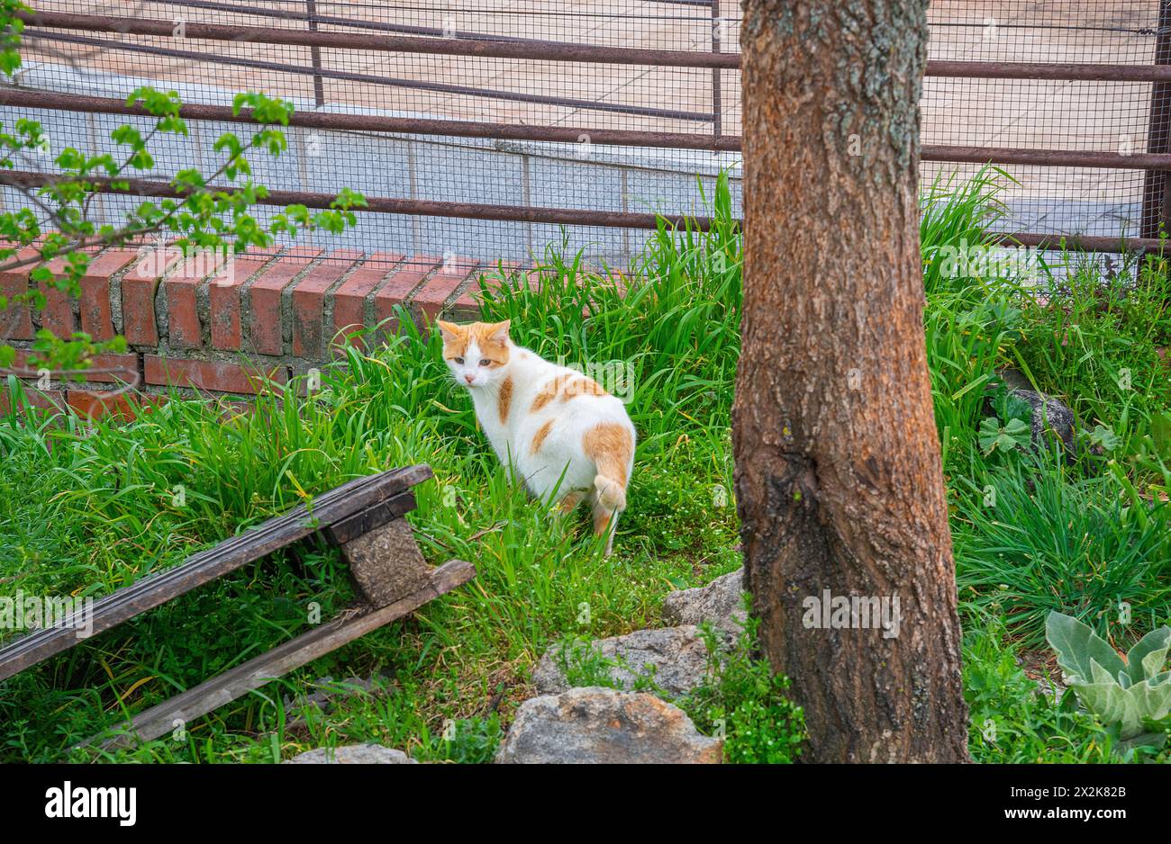 Spotted white cat in nature Stock Photo - Alamy