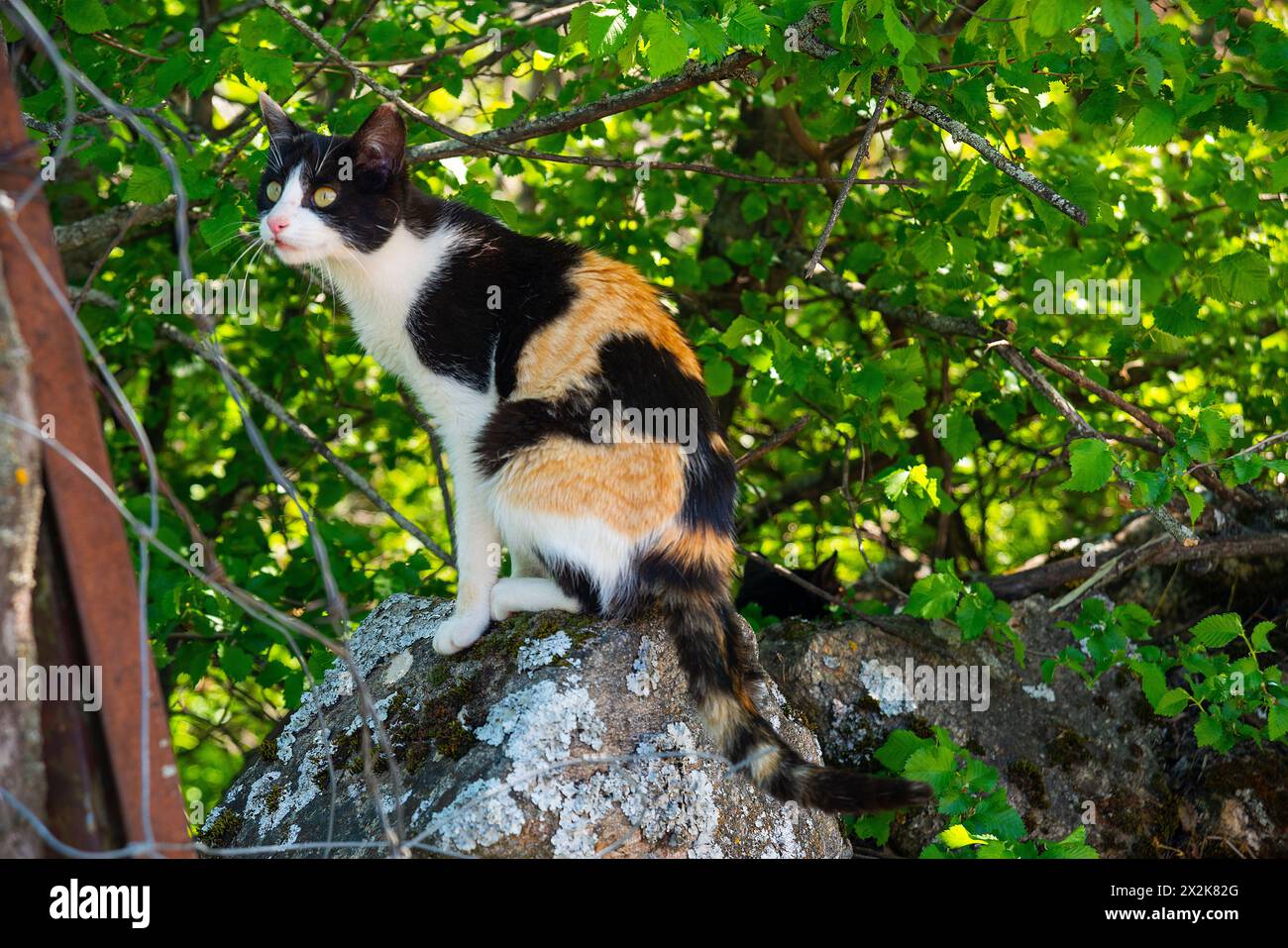 Calico color hi-res stock photography and images - Alamy