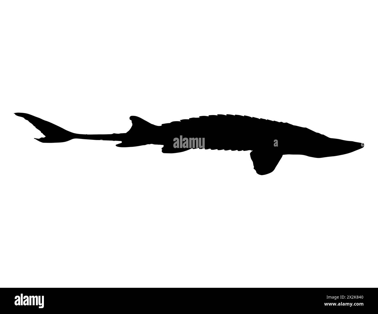 Sturgeon fishing Black and White Stock Photos & Images - Alamy