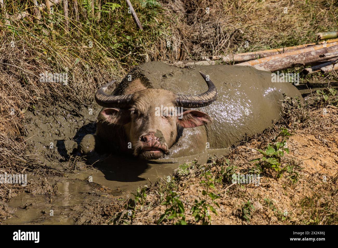Asian water buffalo near hi-res stock photography and images - Alamy